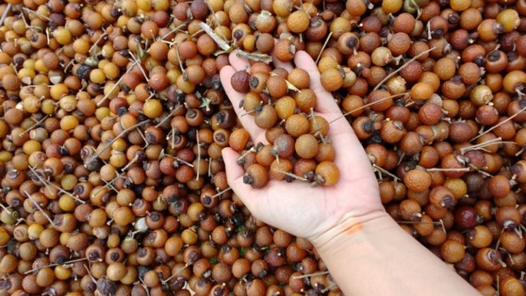 Coleta de Sementes Nativas – Dossel Brasil